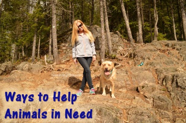 Ways to Help Needy Animals and Pets